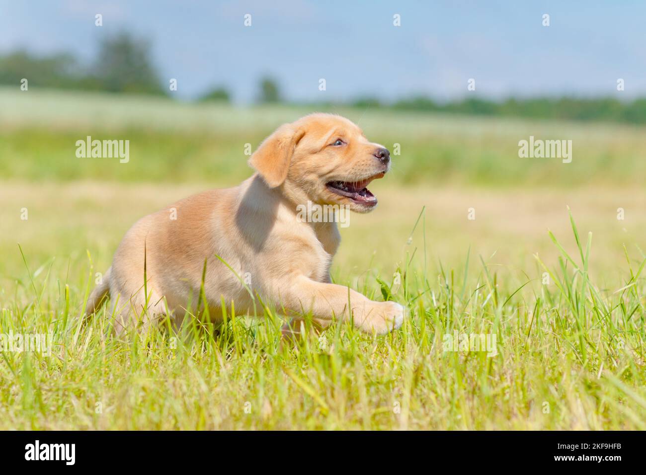 Yellow labrador retriever 1 month hi-res stock photography and images ...
