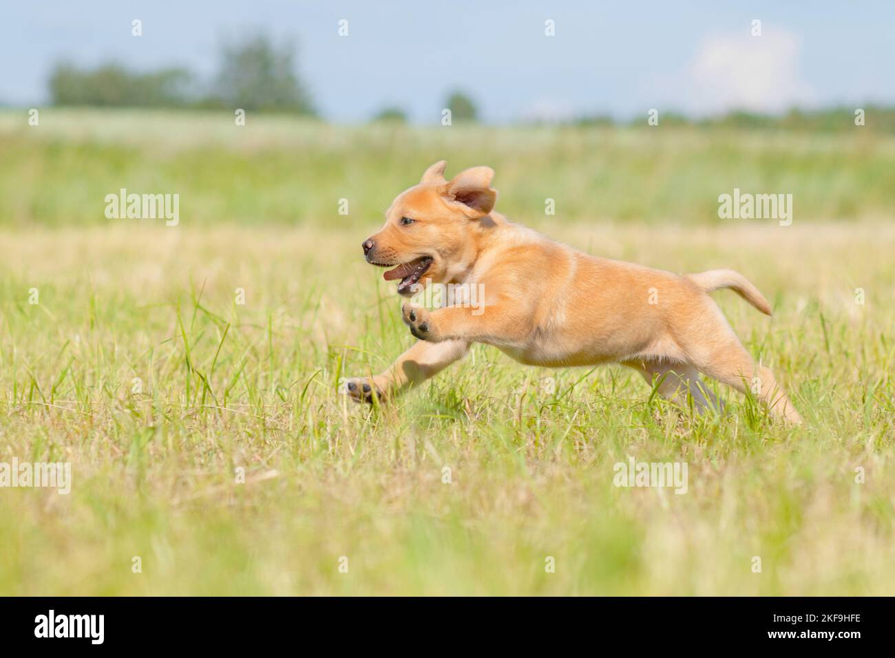Yellow labrador retriever 1 month hi-res stock photography and images ...