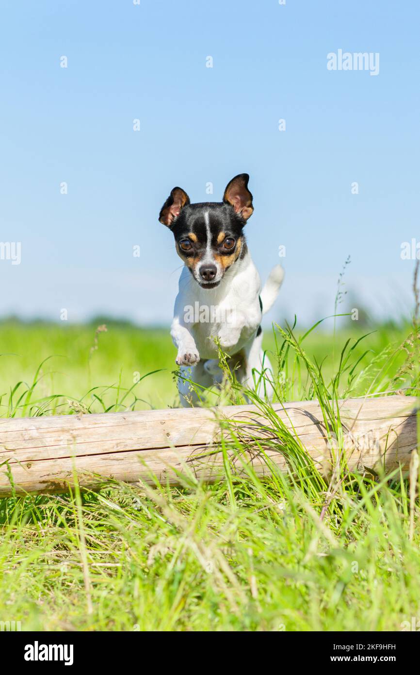Chihuahua jumps over tree trunk Stock Photo - Alamy