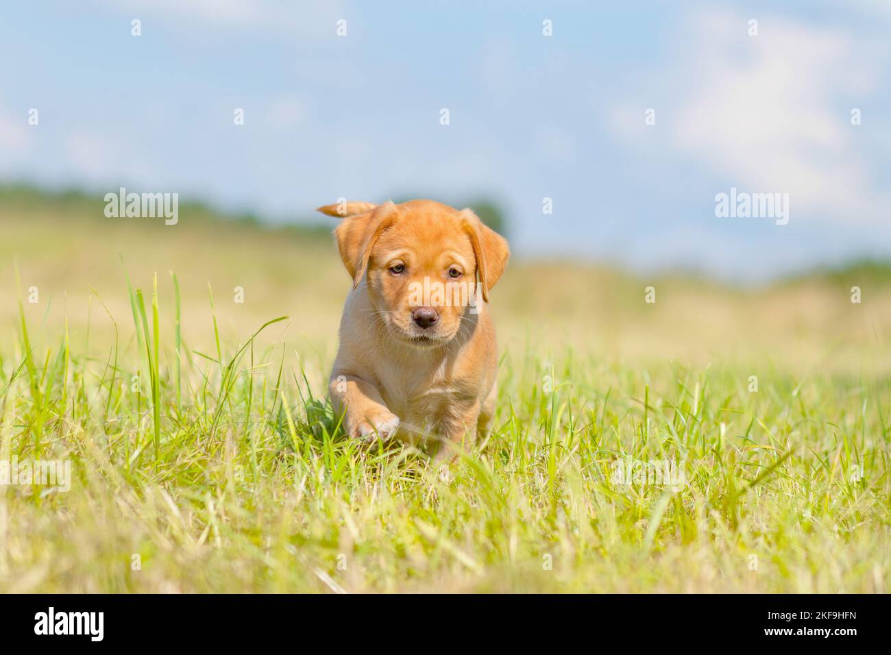 Walking labrador retriever hi-res stock photography and images - Alamy