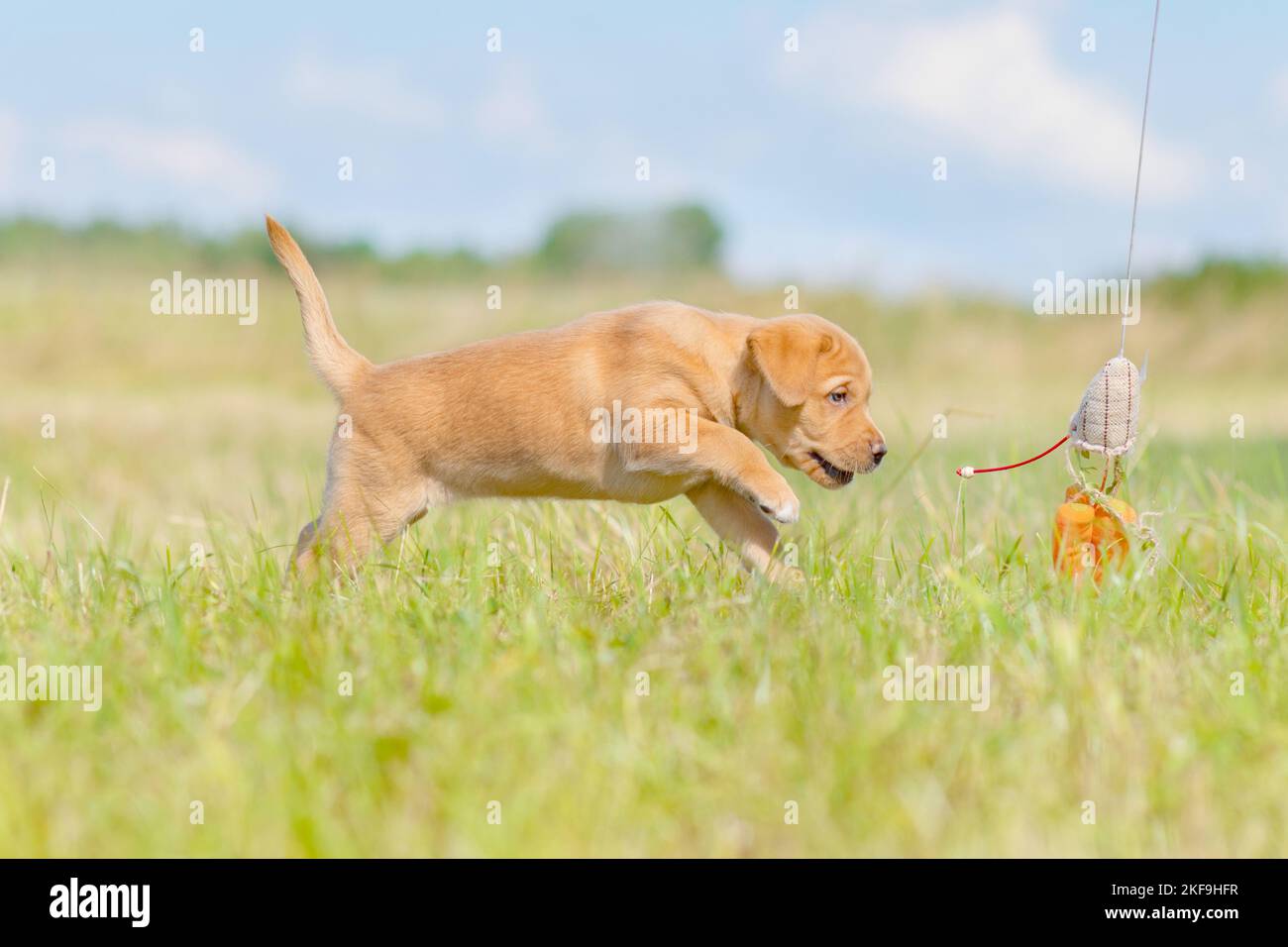running Labrador Retriever Puppy Stock Photo - Alamy
