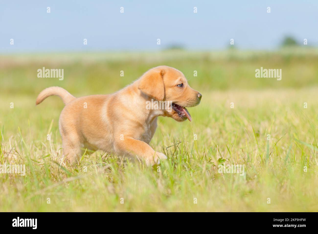 walking Labrador Retriever puppy Stock Photo - Alamy