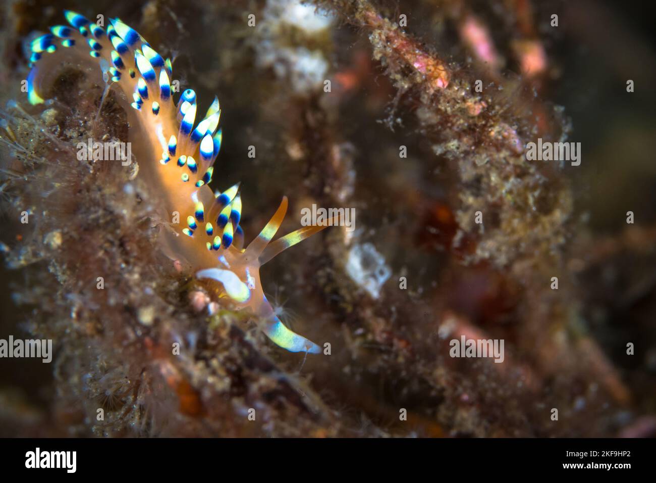 Colourful Nudibranch from the Witu Islands in papua New Guinea Stock ...