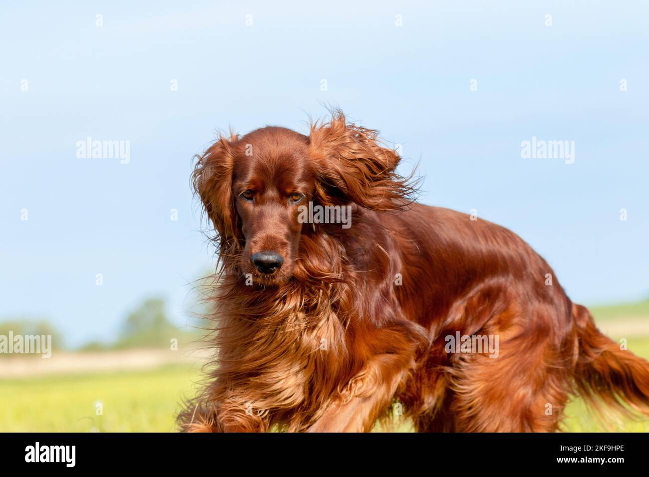 Red irish setter dog runs hi-res stock photography and images - Alamy