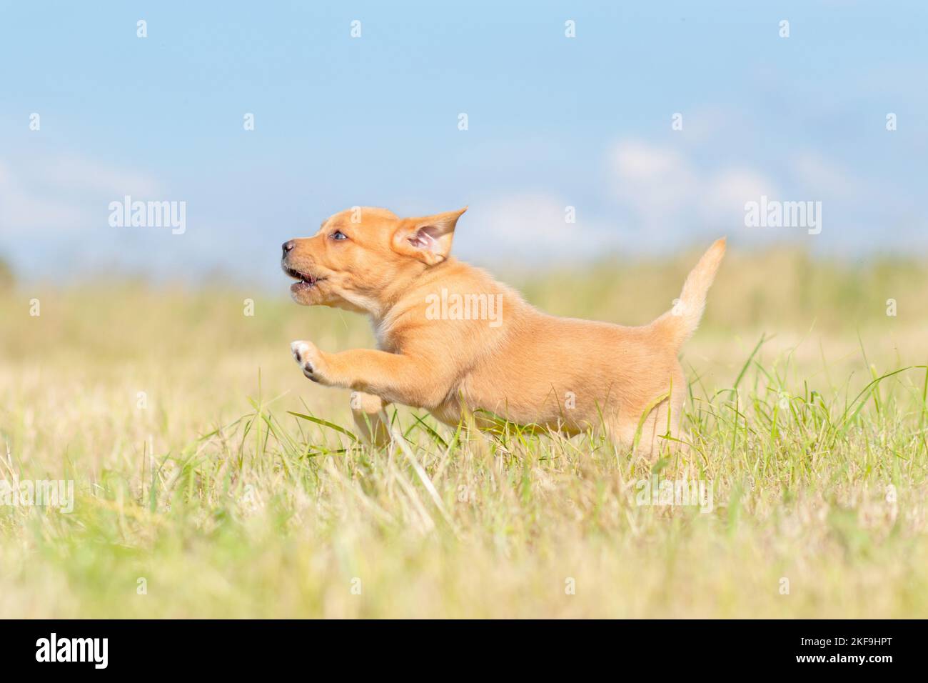 Yellow labrador retriever 1 month hi-res stock photography and images ...