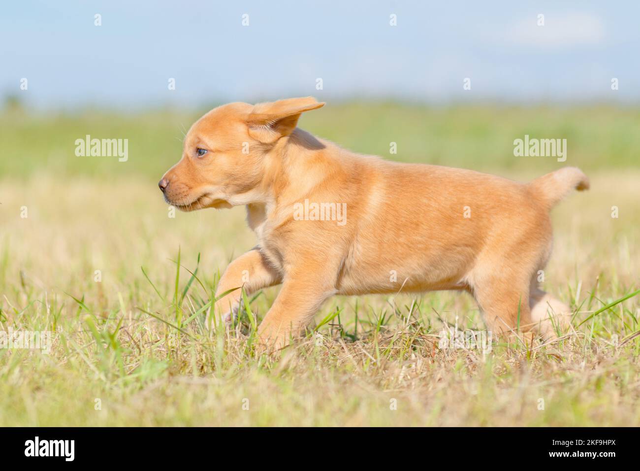 Yellow labrador retriever 1 month hi-res stock photography and images ...