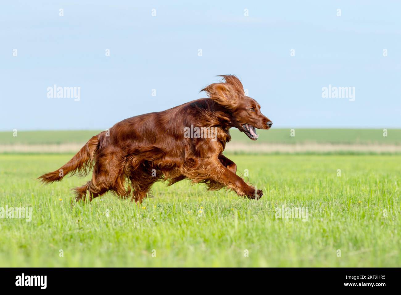 Red irish setter dog runs hi-res stock photography and images - Alamy