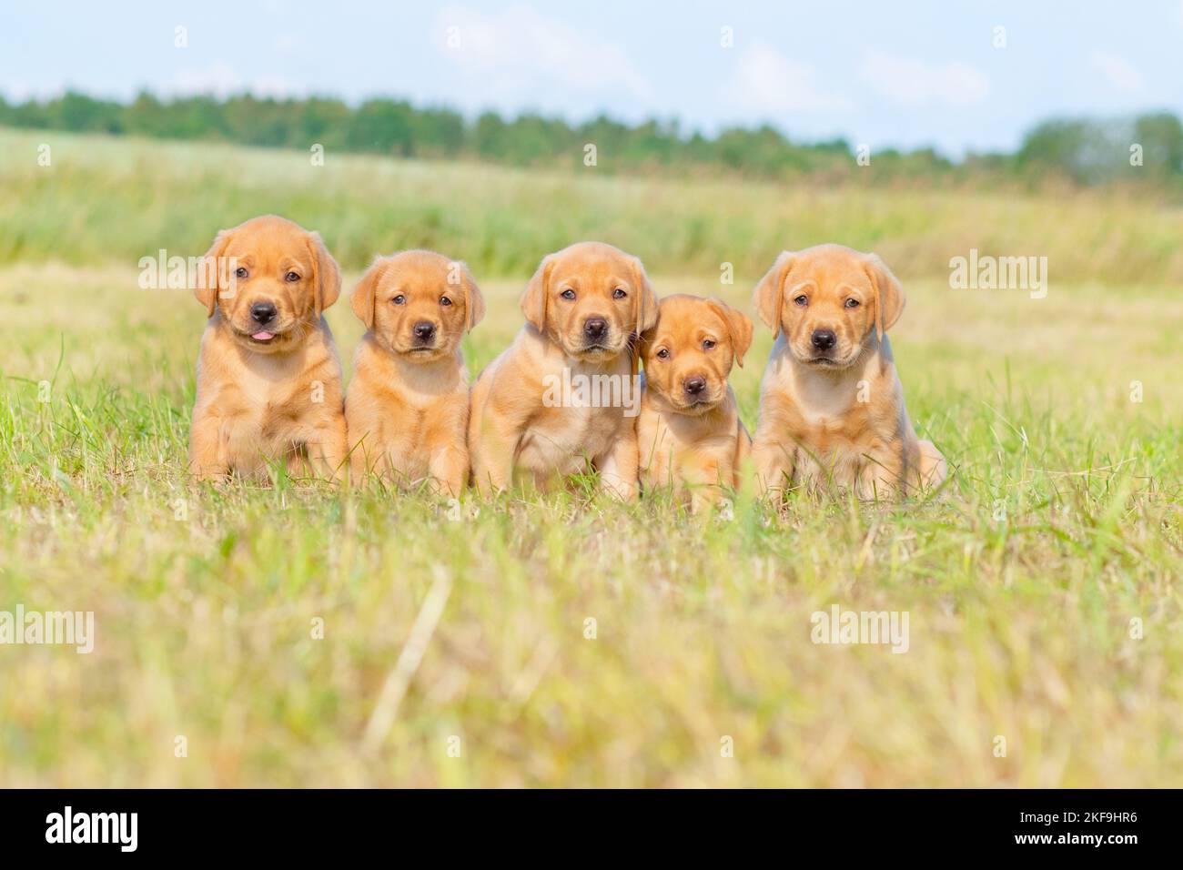 5 Labrador Retriever Puppies Stock Photo - Alamy
