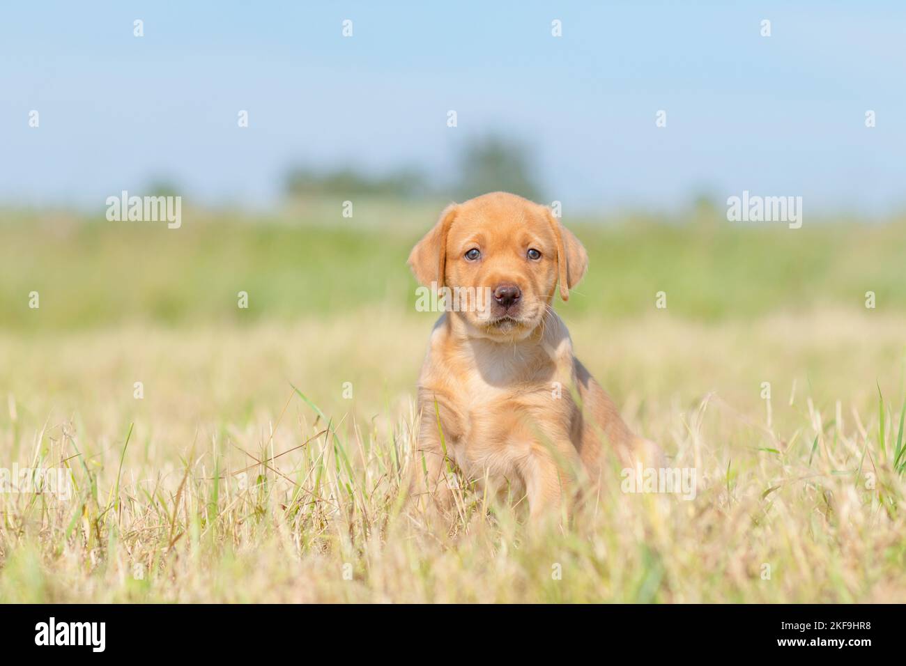 sitting Labrador Retriever puppy Stock Photo - Alamy