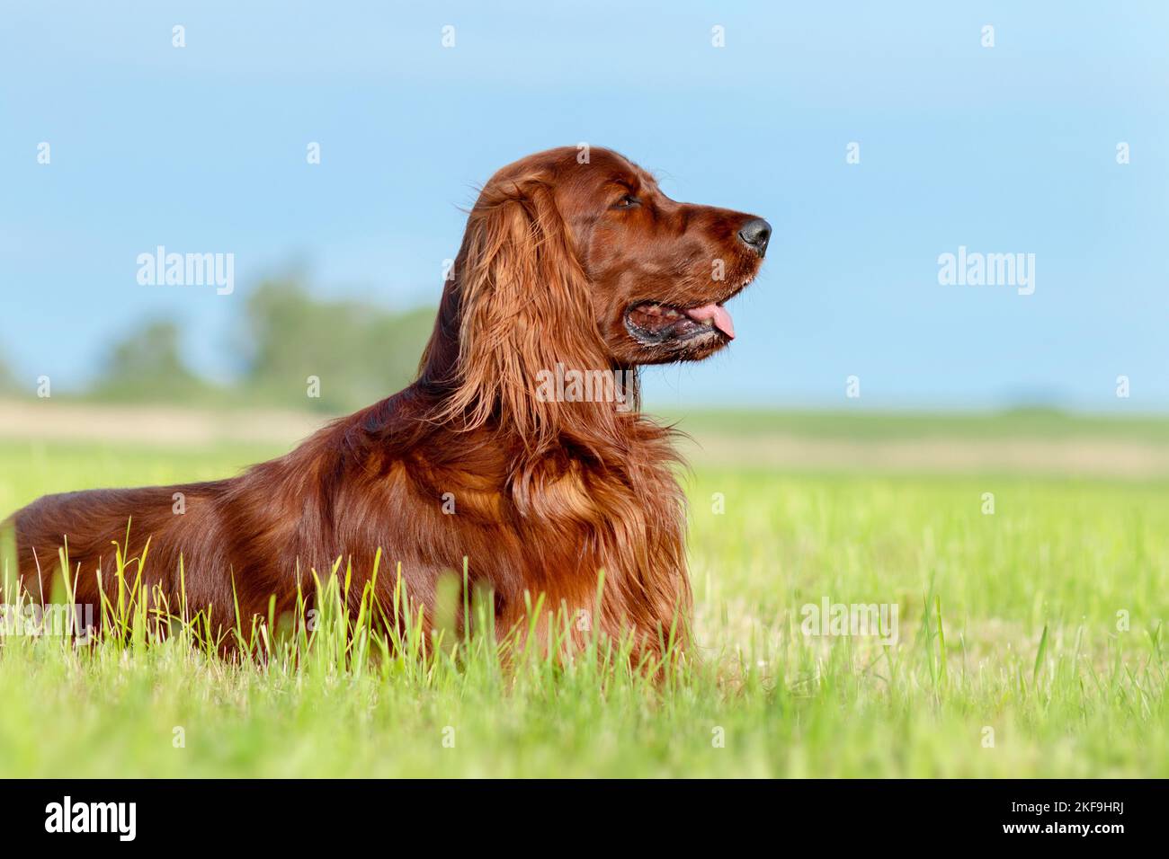Red setter panting hi-res stock photography and images - Alamy