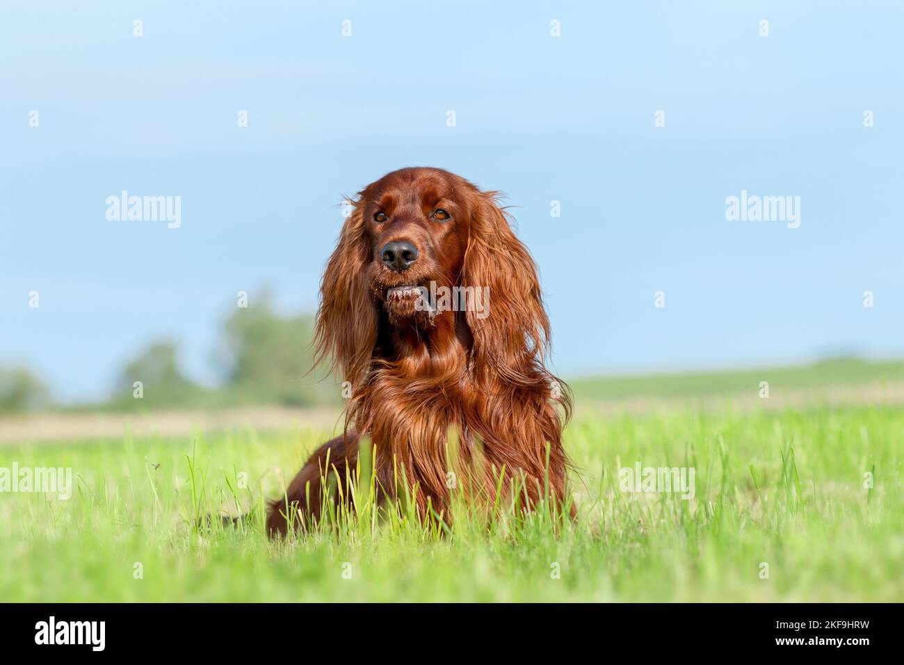 lying Irish Red Setter Stock Photo - Alamy