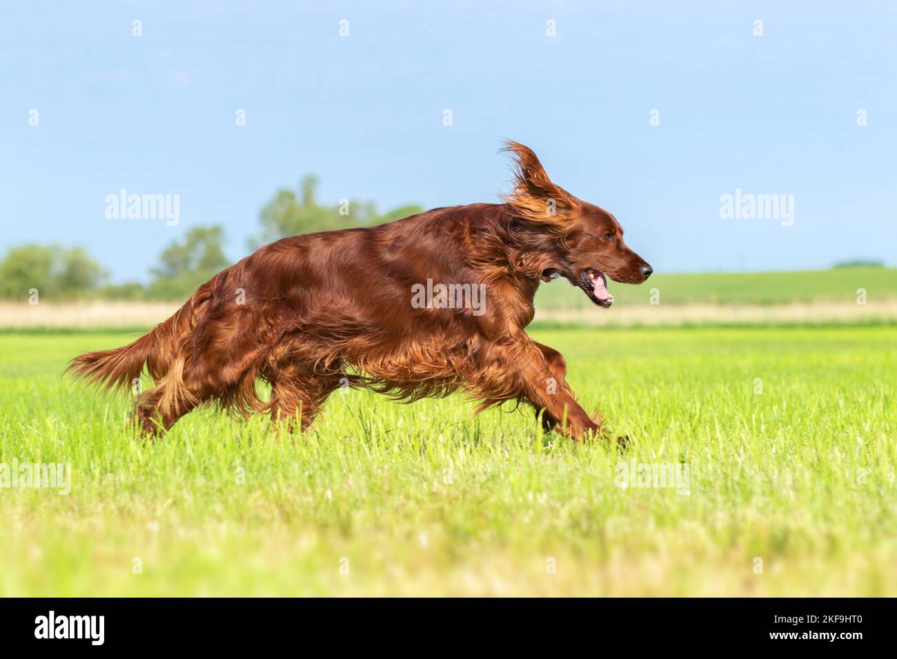 running Irish Red Setter Stock Photo - Alamy