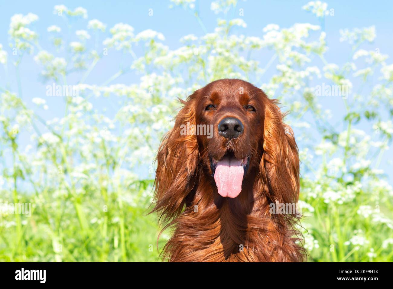 Irish setter flower hi-res stock photography and images - Alamy