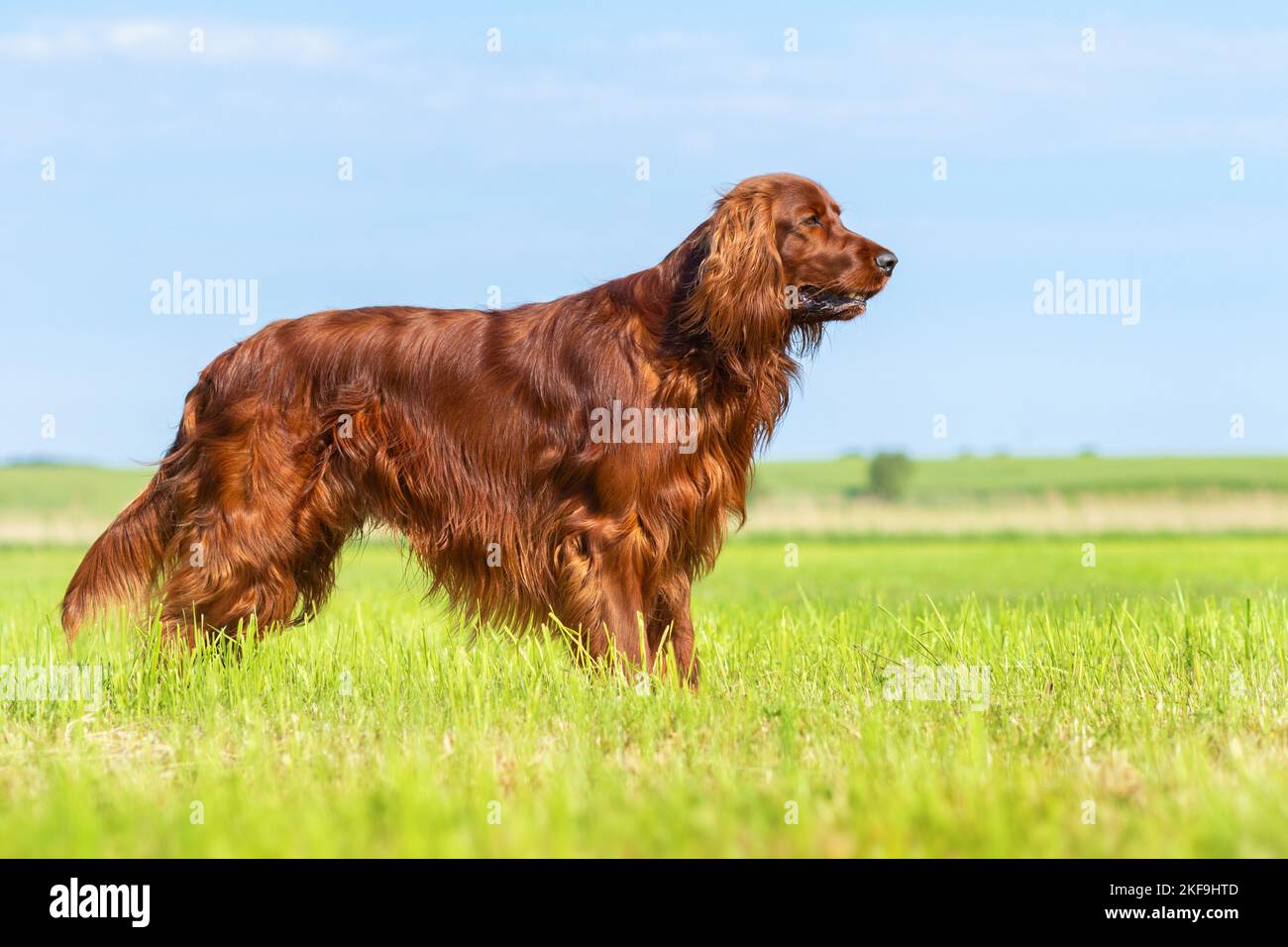 standing Irish Red Setter Stock Photo - Alamy