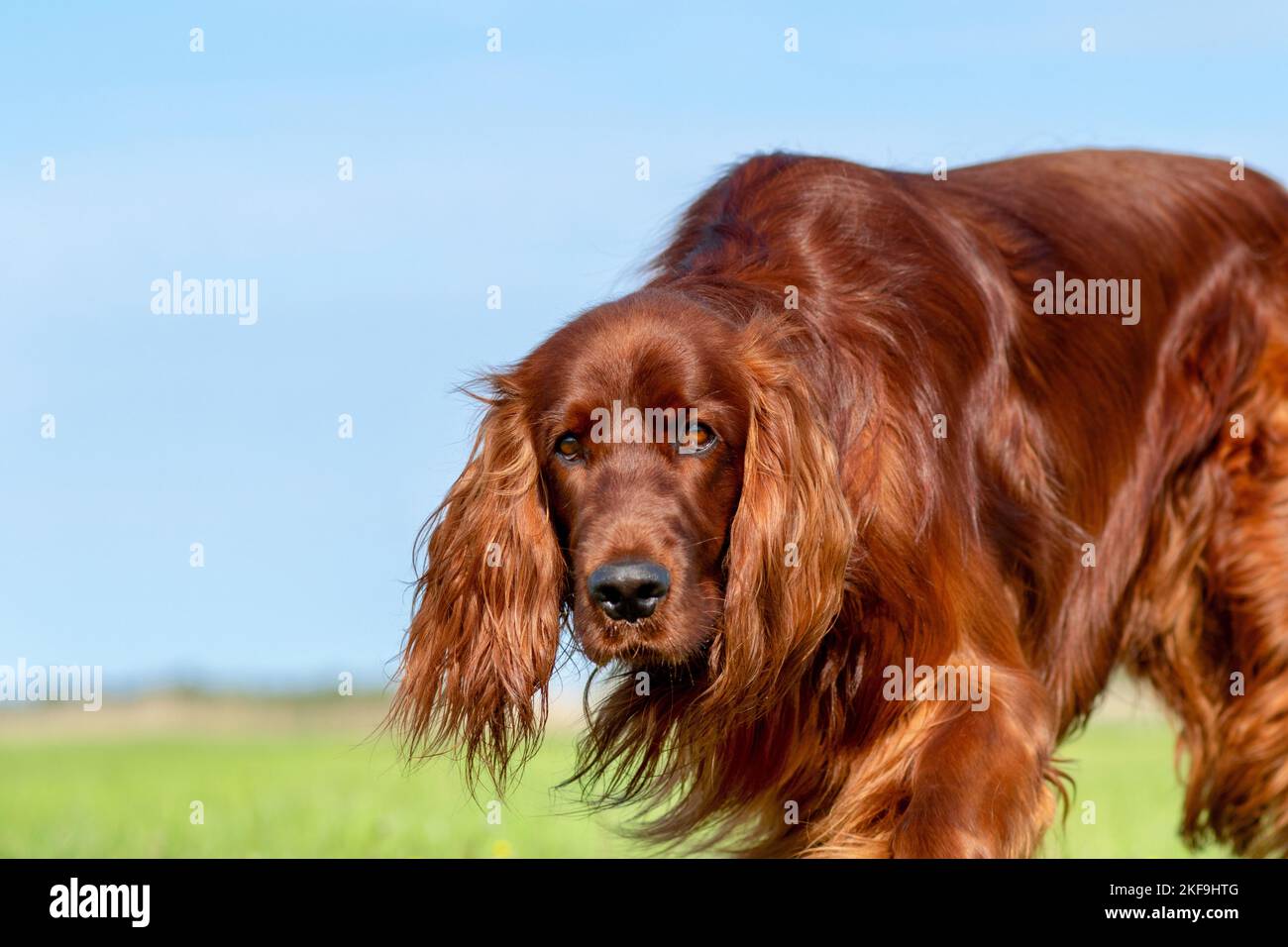 Irish Red Setter Portrait Stock Photo - Alamy