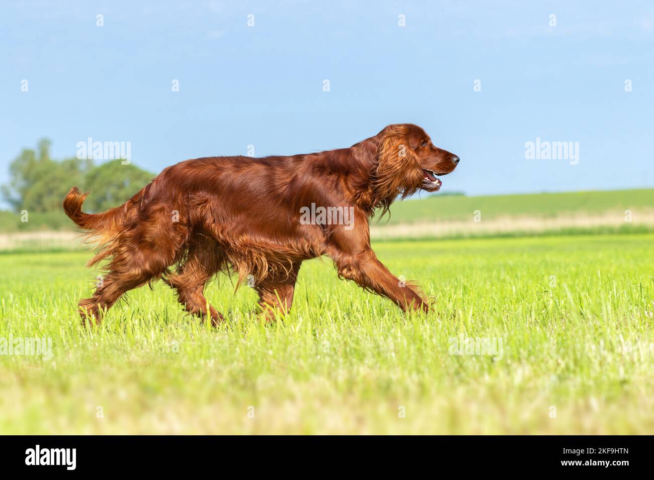 running Irish Red Setter Stock Photo - Alamy