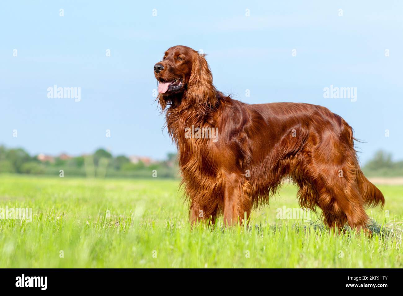 standing Irish Red Setter Stock Photo - Alamy
