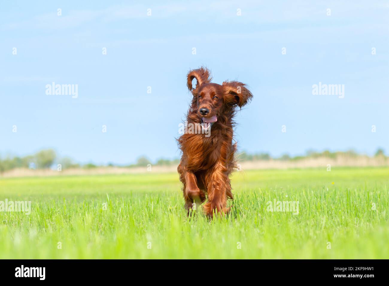 running Irish Red Setter Stock Photo - Alamy