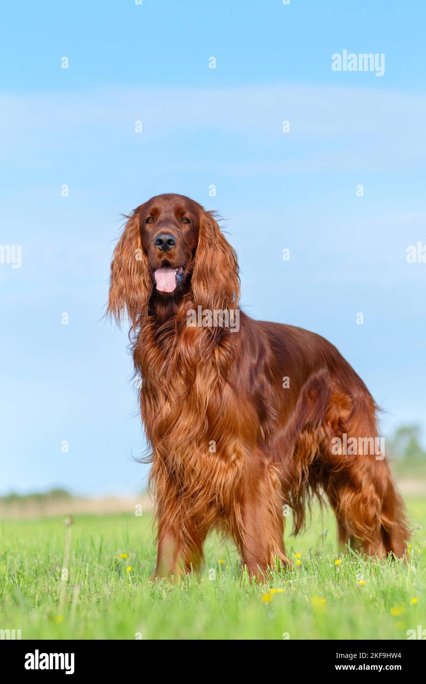 standing Irish Red Setter Stock Photo - Alamy