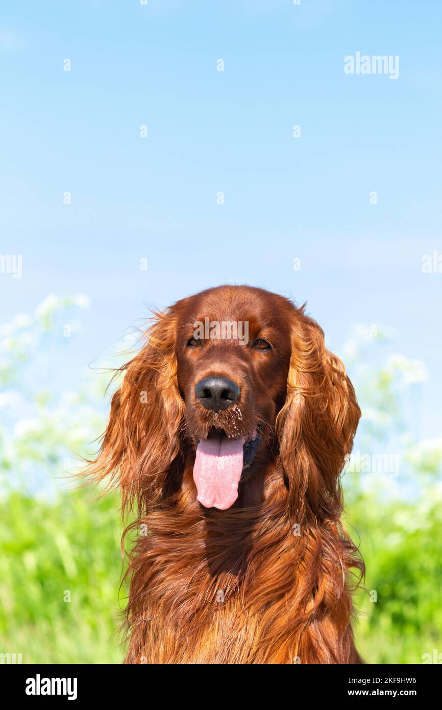 Red setter panting hi-res stock photography and images - Alamy