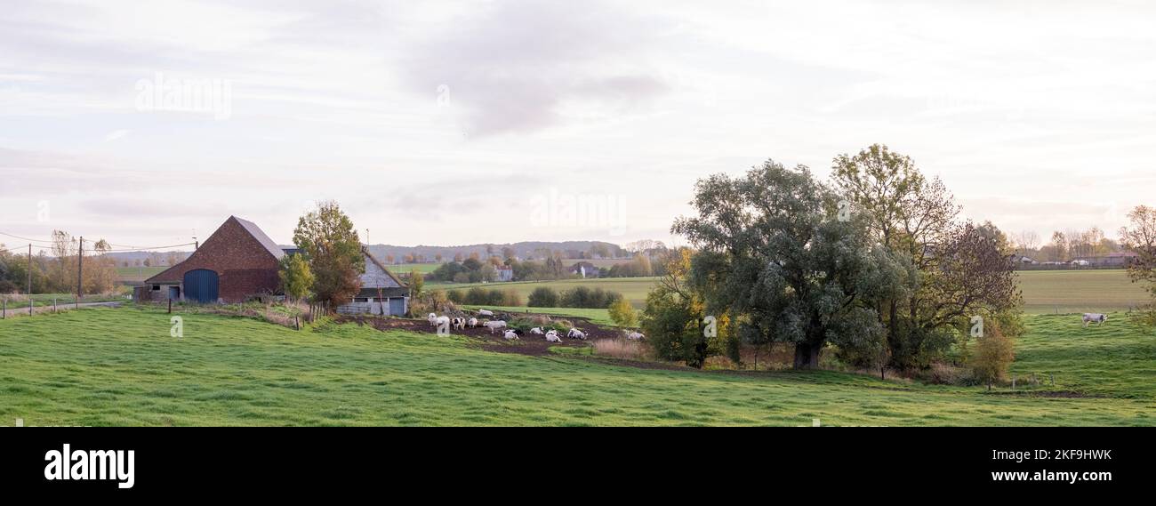 belgian countryside with farm and cows between brussels and charleroi ...