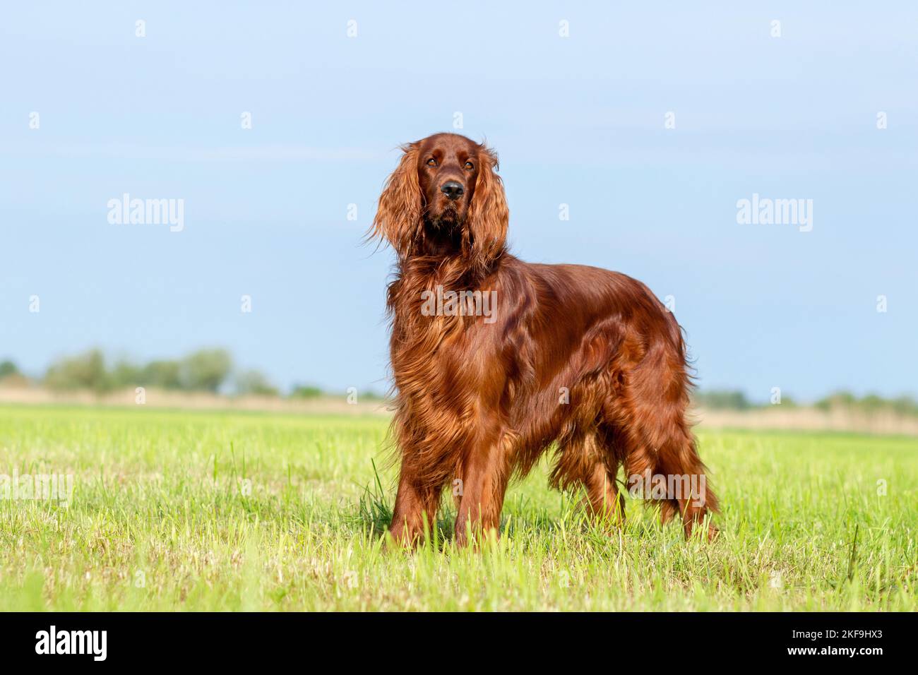 standing Irish Red Setter Stock Photo - Alamy