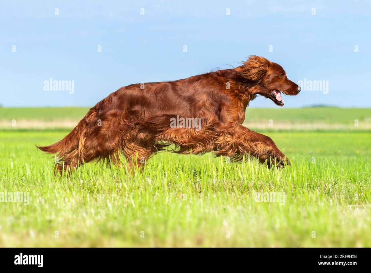 running Irish Red Setter Stock Photo - Alamy
