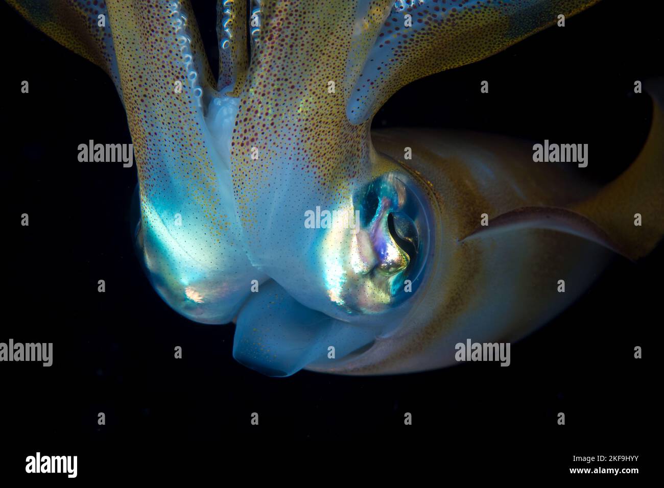 Close up on the face of Squid underwater Stock Photo - Alamy