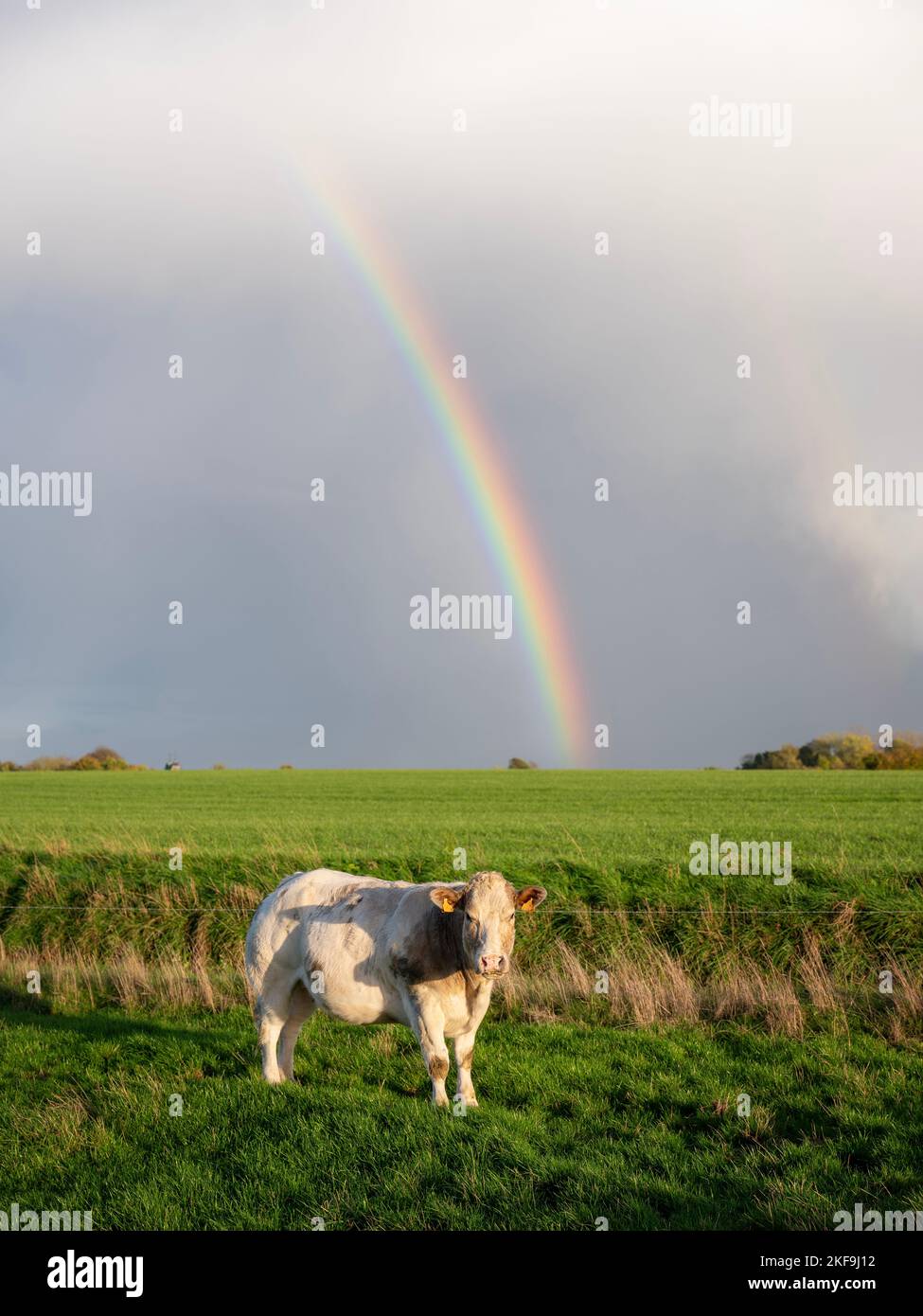 beef cow in belgian countryside with rainbow in the background Stock ...