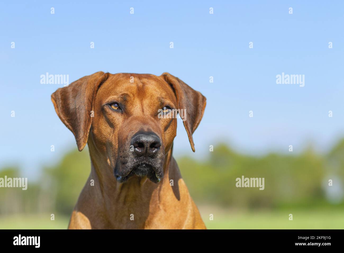 Rhodesian Ridgeback in summer Stock Photo - Alamy