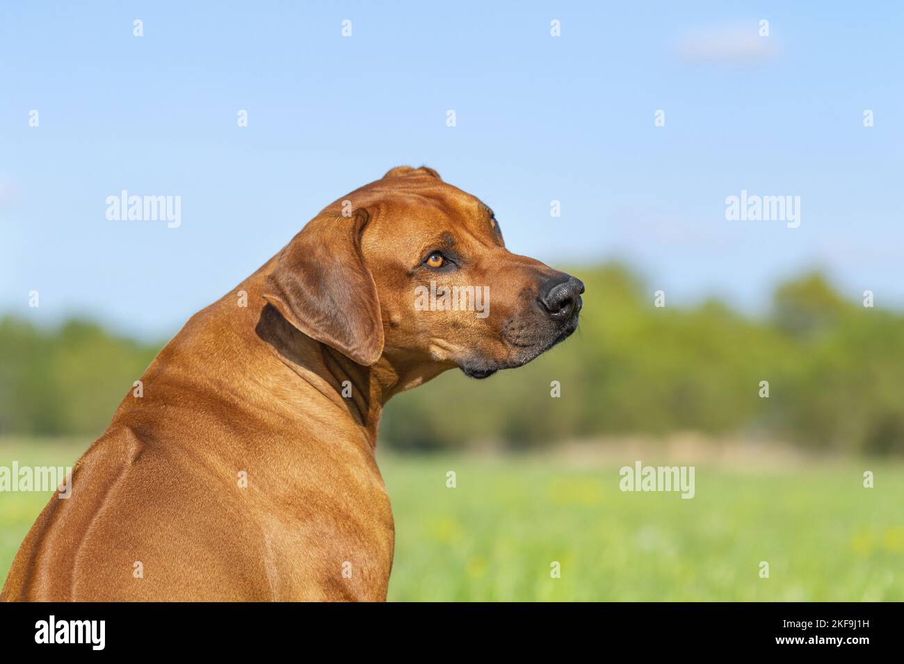Rhodesian Ridgeback in summer Stock Photo - Alamy