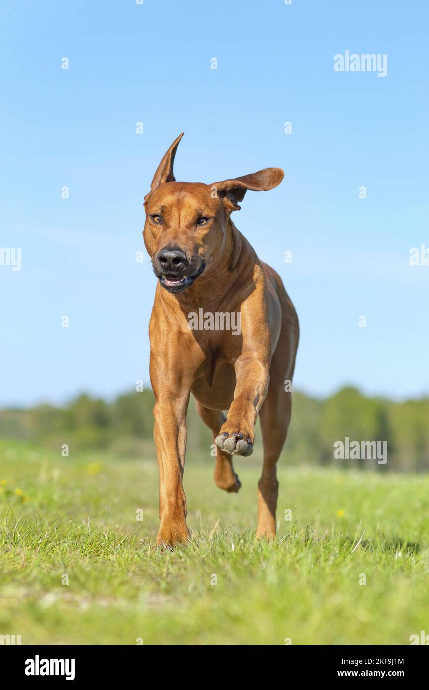 Rhodesian Ridgeback in summer Stock Photo - Alamy