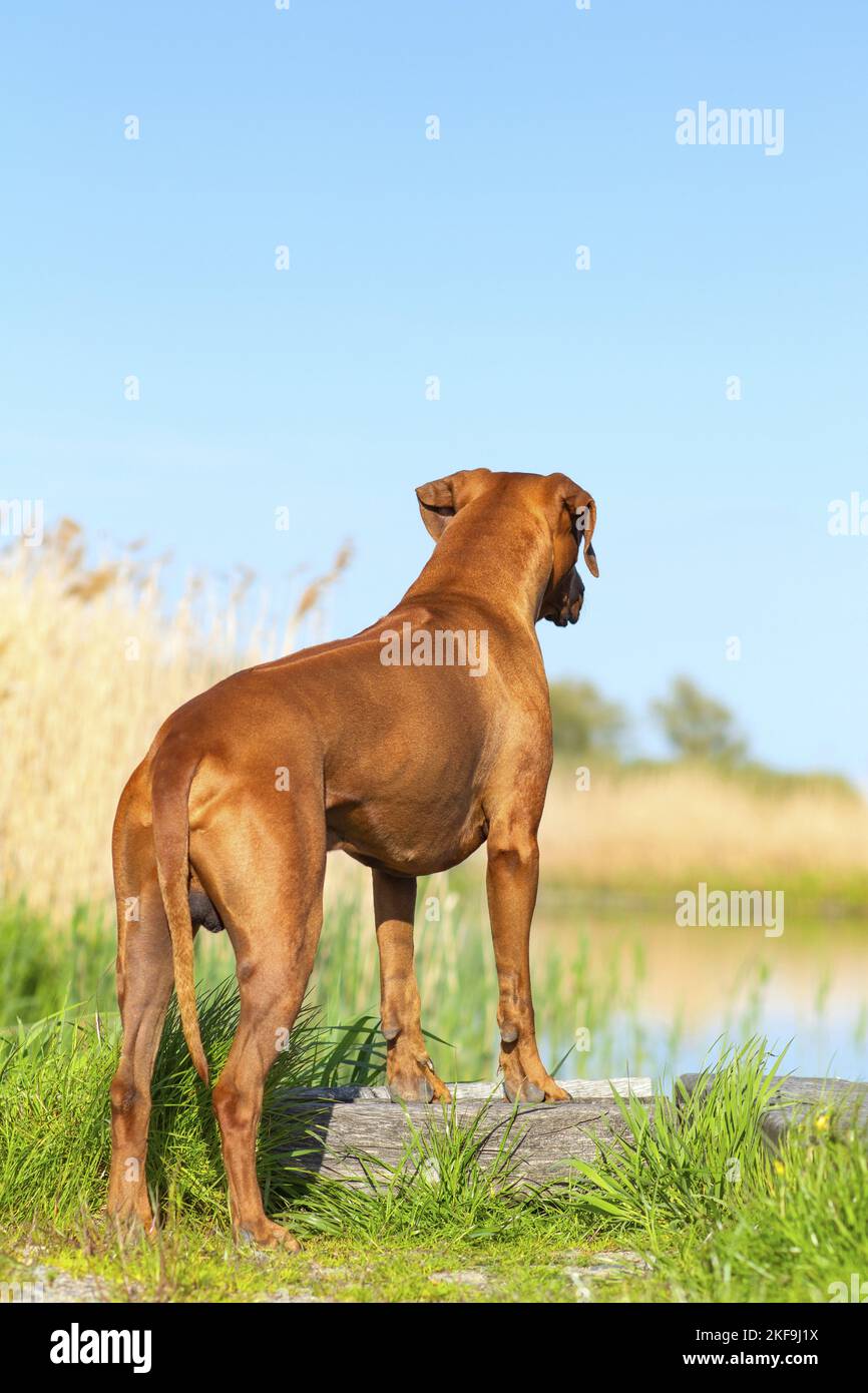Rhodesian Ridgeback in summer Stock Photo - Alamy