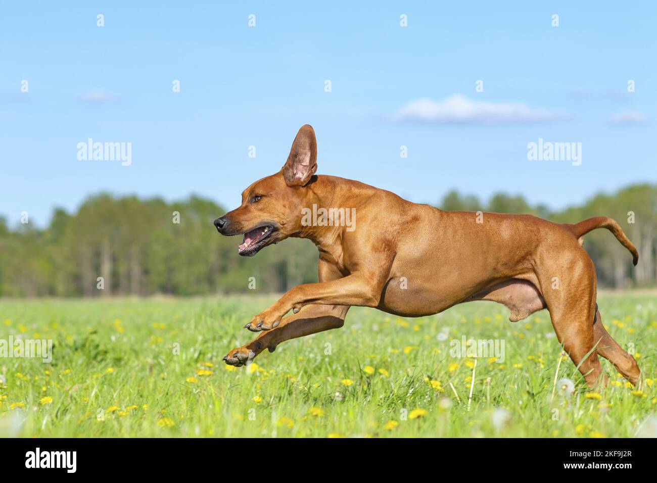 Rhodesian Ridgeback in summer Stock Photo - Alamy