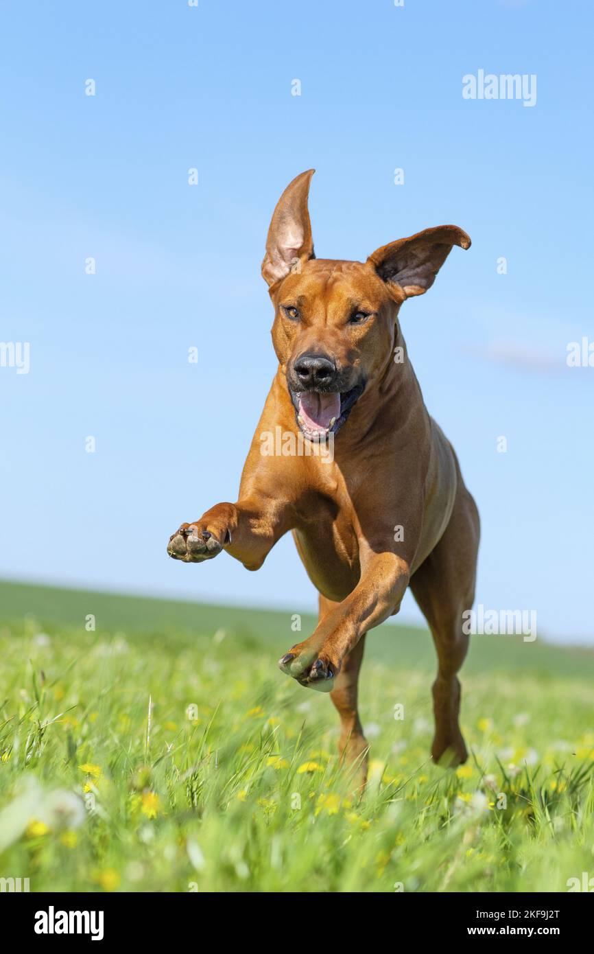 Rhodesian Ridgeback in summer Stock Photo - Alamy