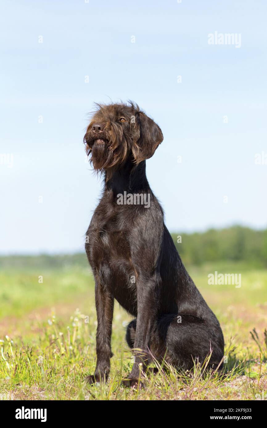 German Broken-coated Pointing Dog in summer Stock Photo - Alamy