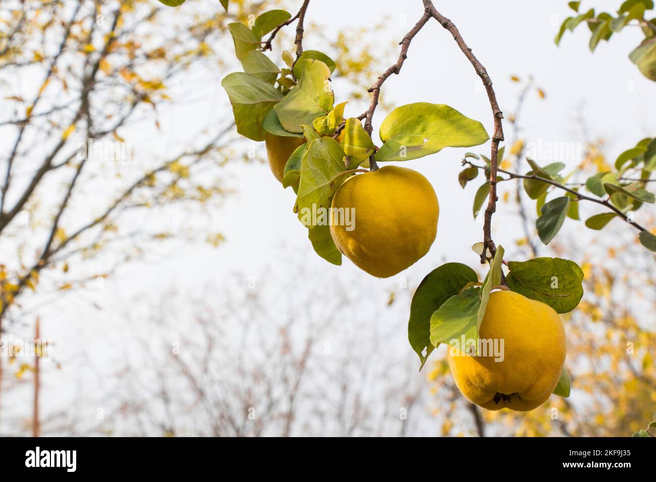 Quince fruit on the tree, autumn and fall fruit Stock Photo - Alamy