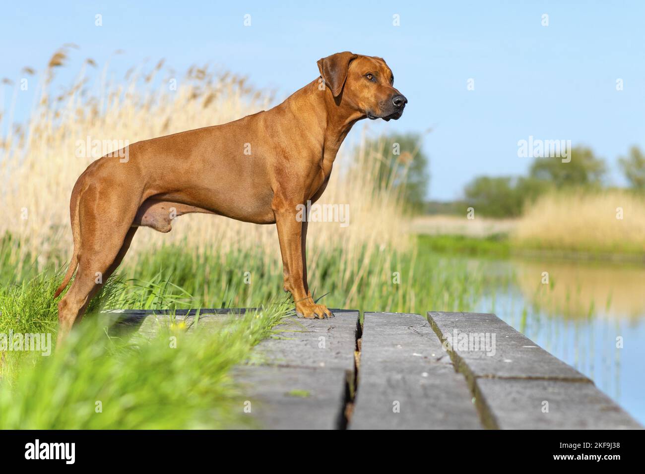 Rhodesian Ridgeback in summer Stock Photo - Alamy