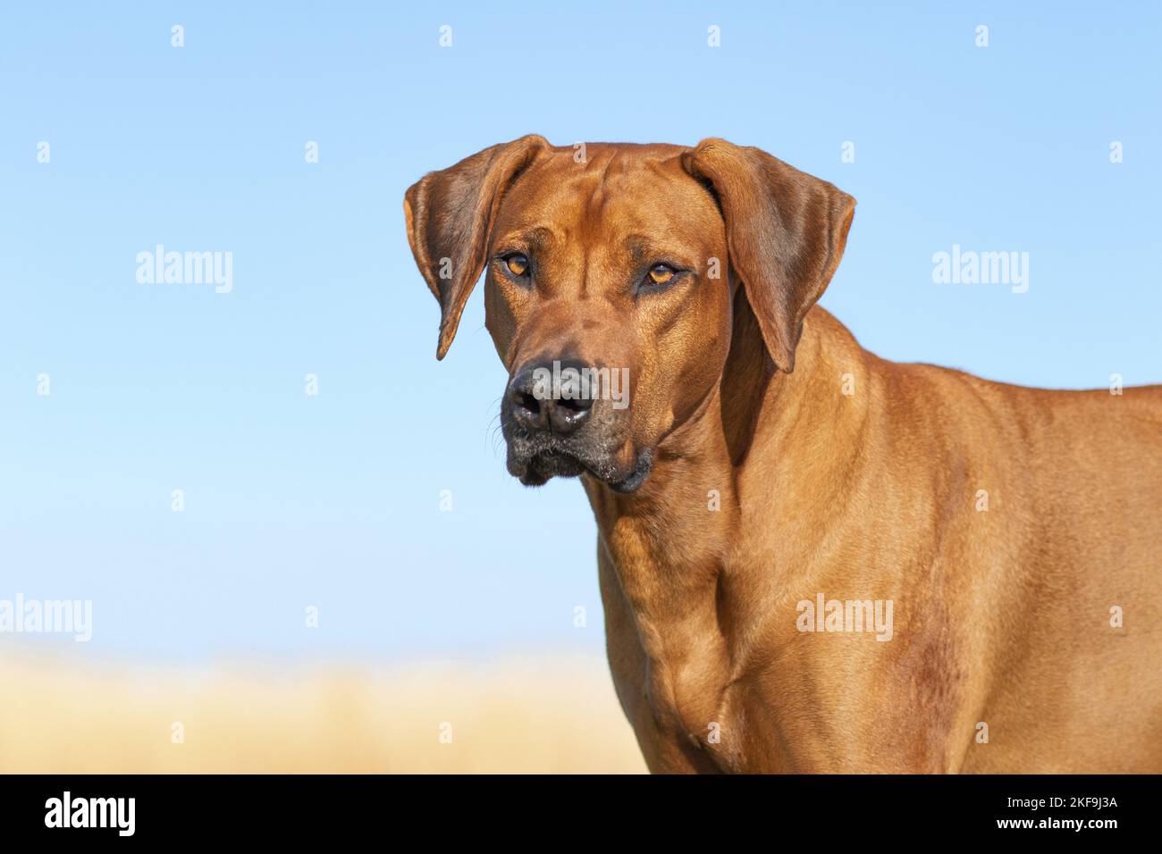 Rhodesian Ridgeback in summer Stock Photo - Alamy