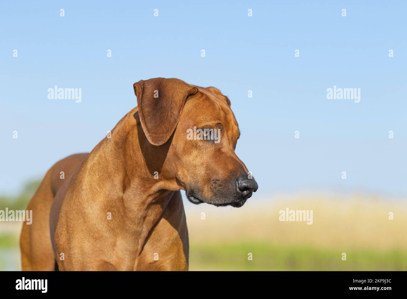 Rhodesian Ridgeback in summer Stock Photo - Alamy