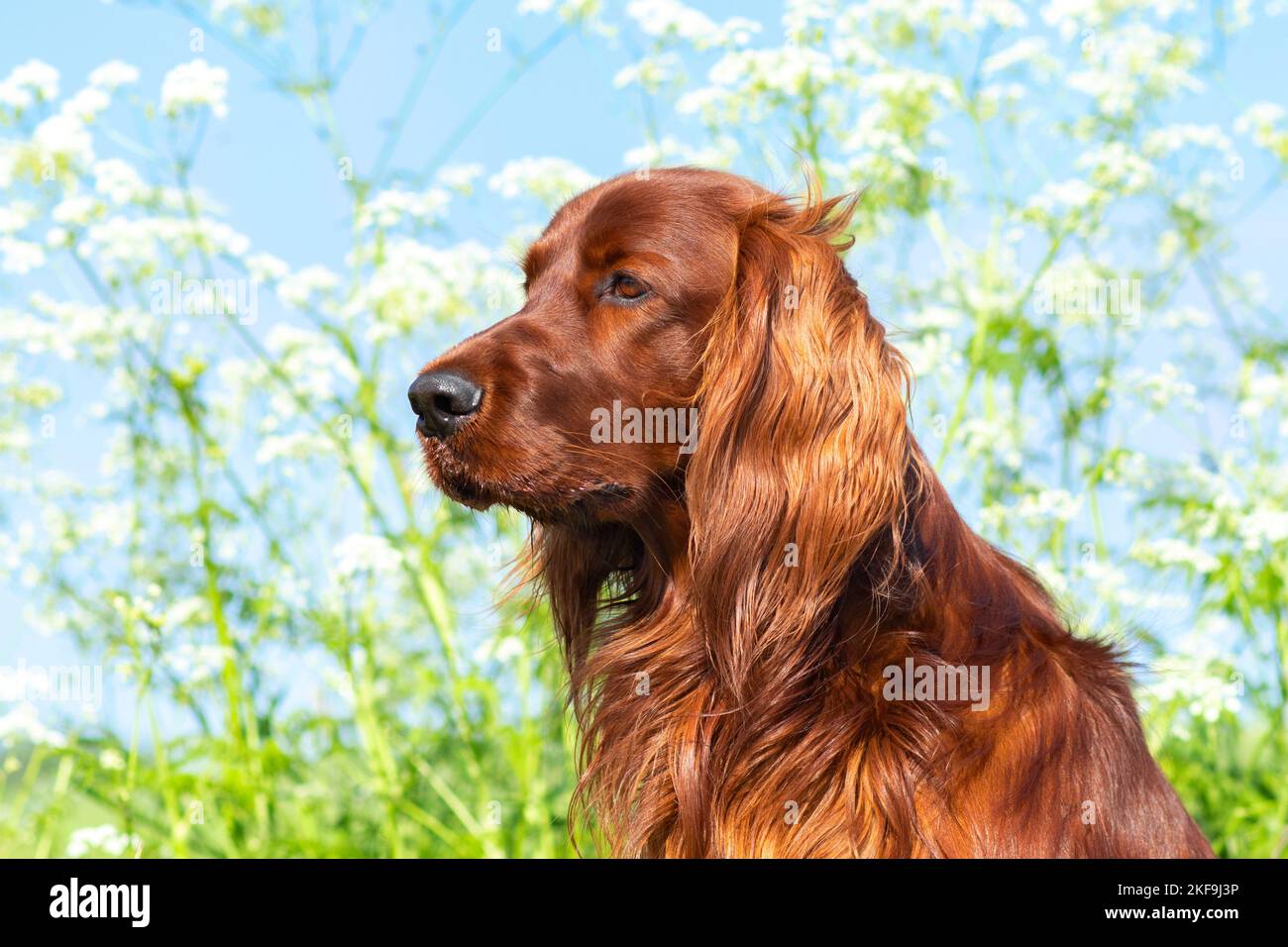 Irish Red Setter Portrait Stock Photo - Alamy