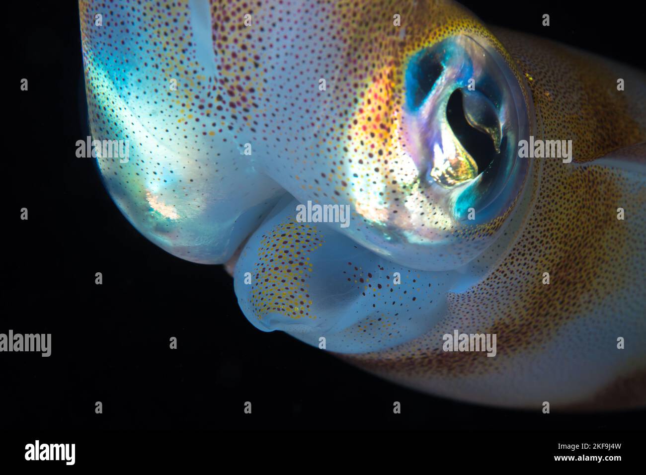 Close up on the face of Squid underwater Stock Photo - Alamy