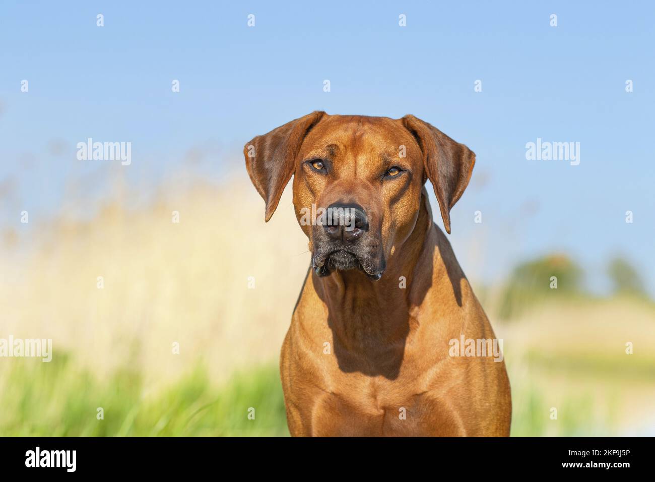 Rhodesian Ridgeback in summer Stock Photo - Alamy