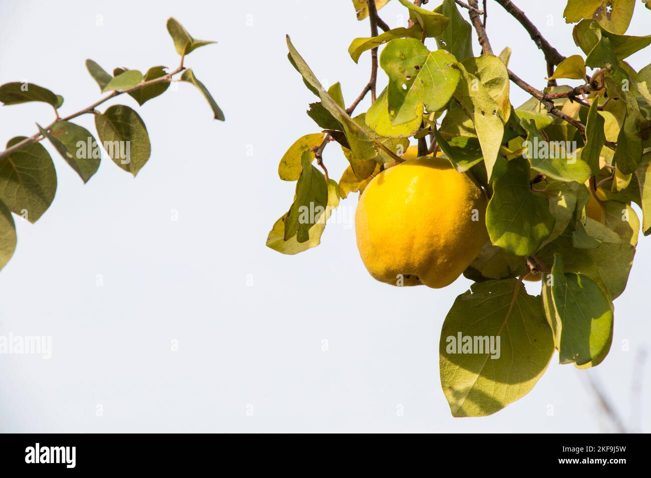 Quince fruit on the tree, autumn and fall fruit Stock Photo - Alamy
