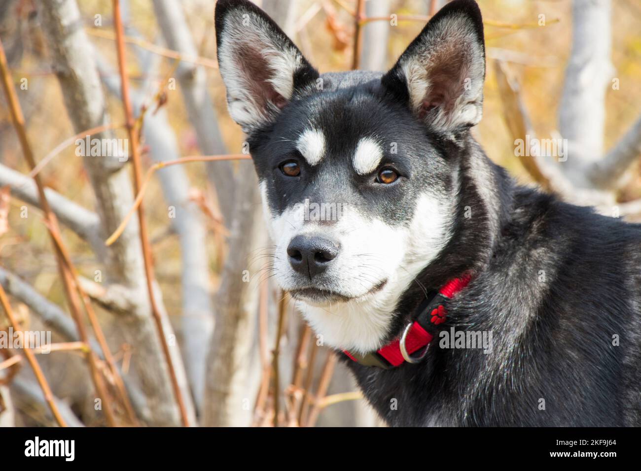 Black and white husky dog portrait, daylight Stock Photo - Alamy