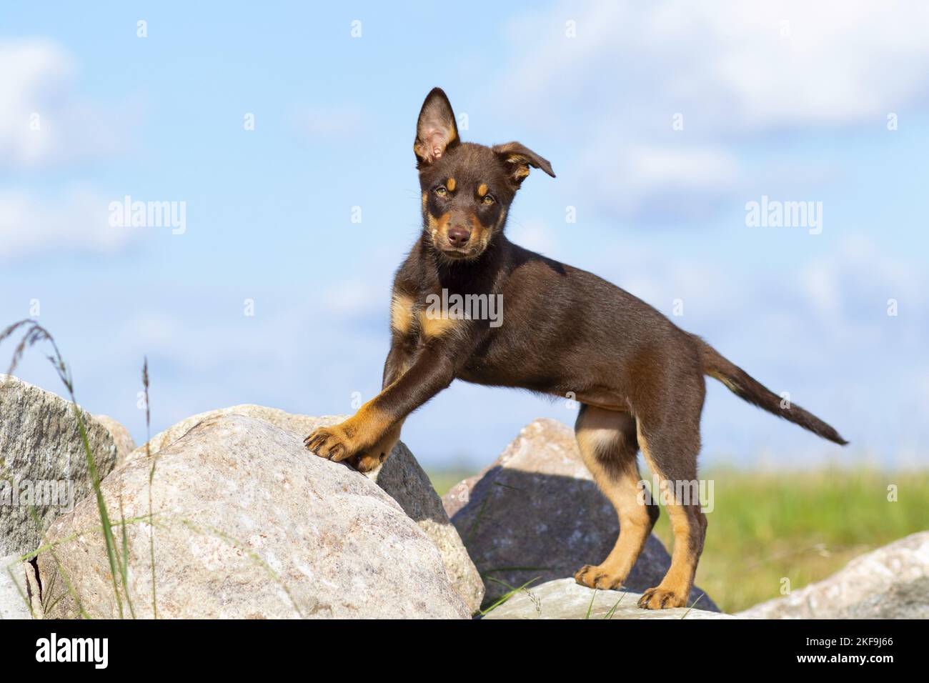 Australian Kelpie Puppy Stock Photo - Alamy