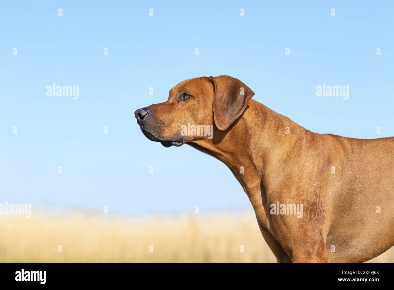 Rhodesian Ridgeback in summer Stock Photo - Alamy