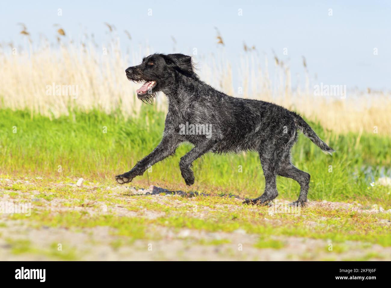 German wirehaired Pointer in summer Stock Photo - Alamy