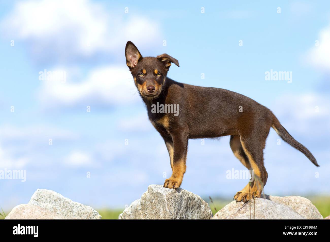 Australian Kelpie Puppy Stock Photo - Alamy