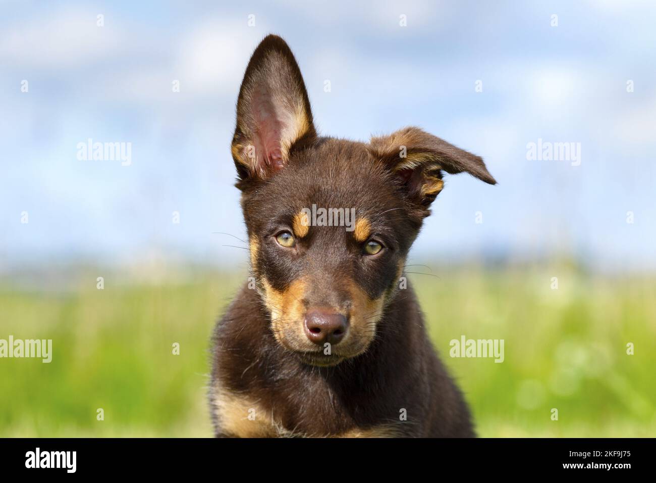 Australian Kelpie Puppy Stock Photo - Alamy